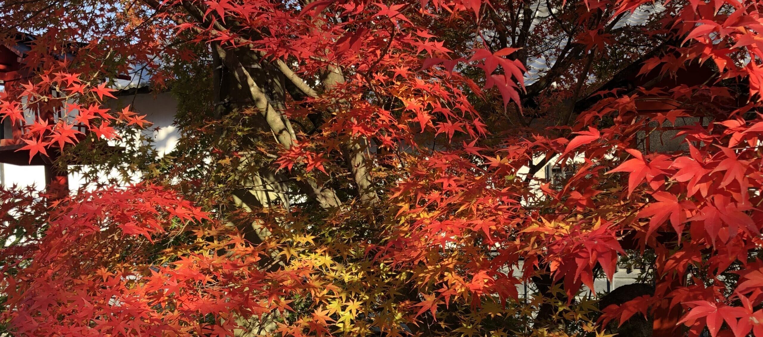 byakkoya blog | byakkoya blog